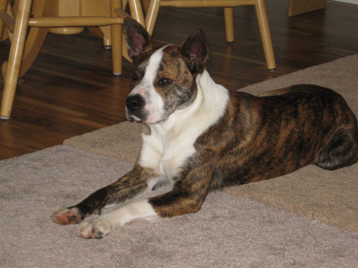 Dave Bear - Rescue Ranch Inc.