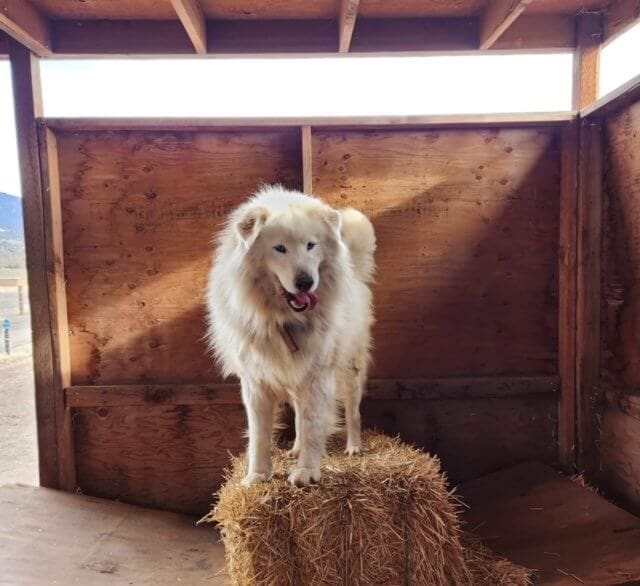 Meet Malaky - Rescue Ranch Inc.