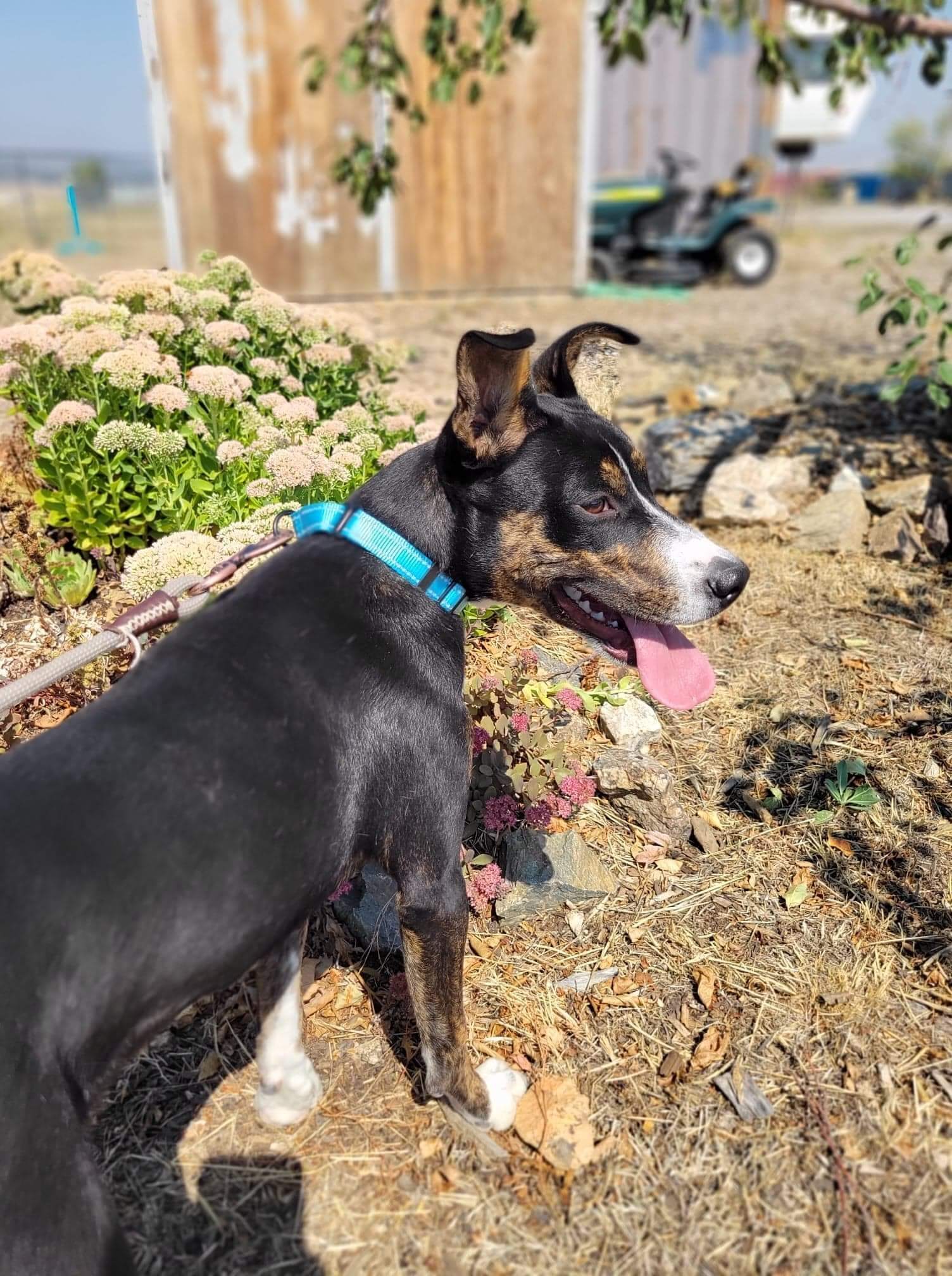 Meet Delilah - Rescue Ranch Inc.