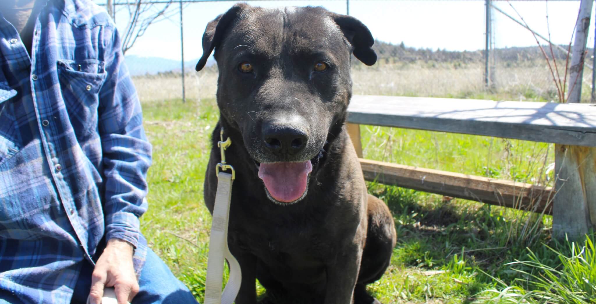 Still Waiting. Will You Help these Rescue Ranch Dogs Find Loving Homes?