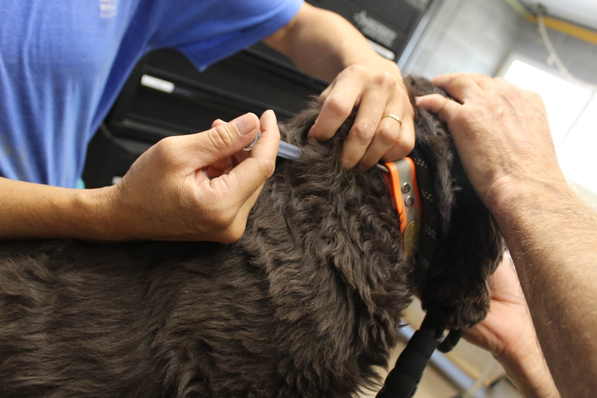 Dog being vaccinated - Rescue Ranch Inc.