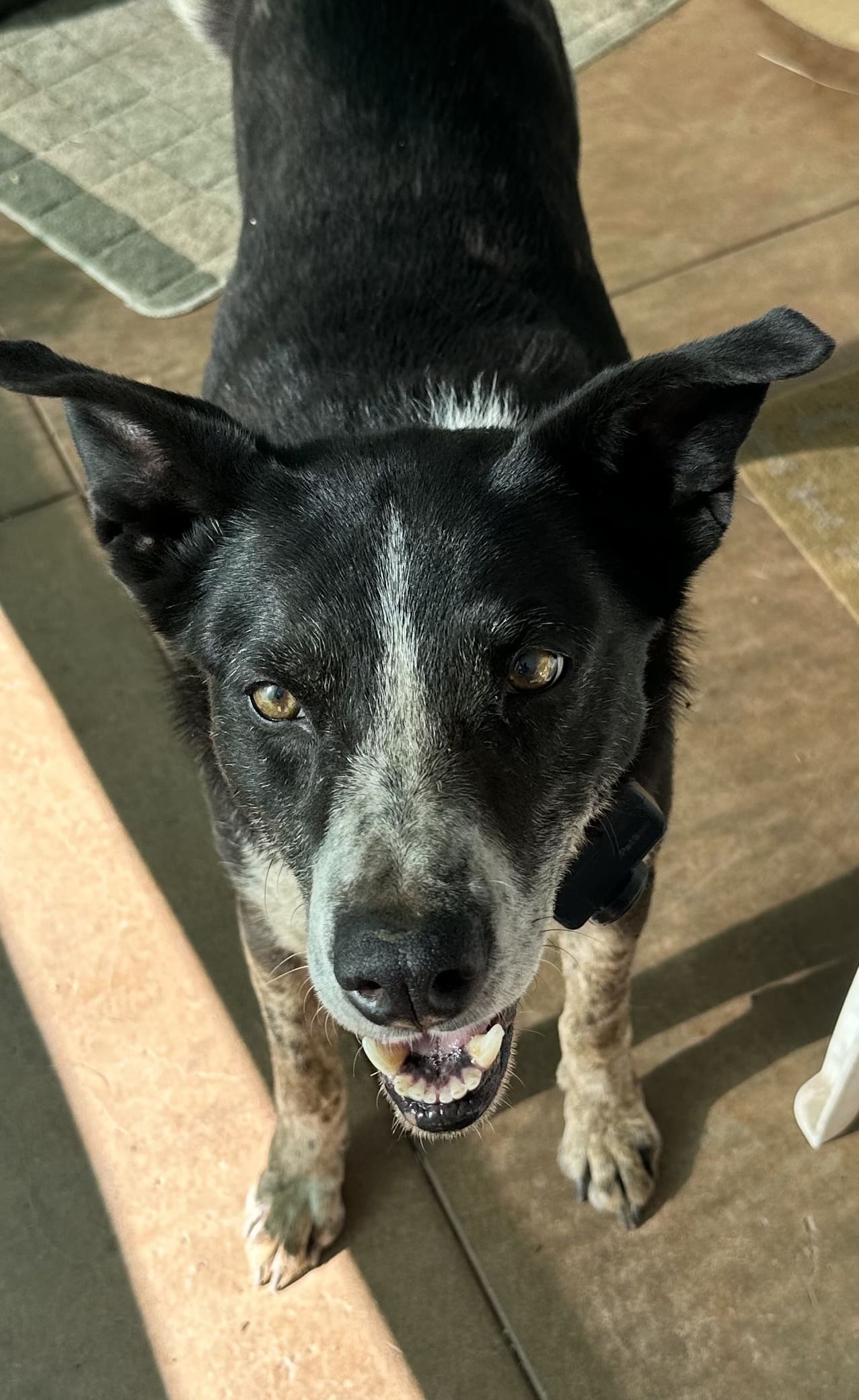 Carson: Sweet Older Dog Needs Home - Rescue Ranch Inc.