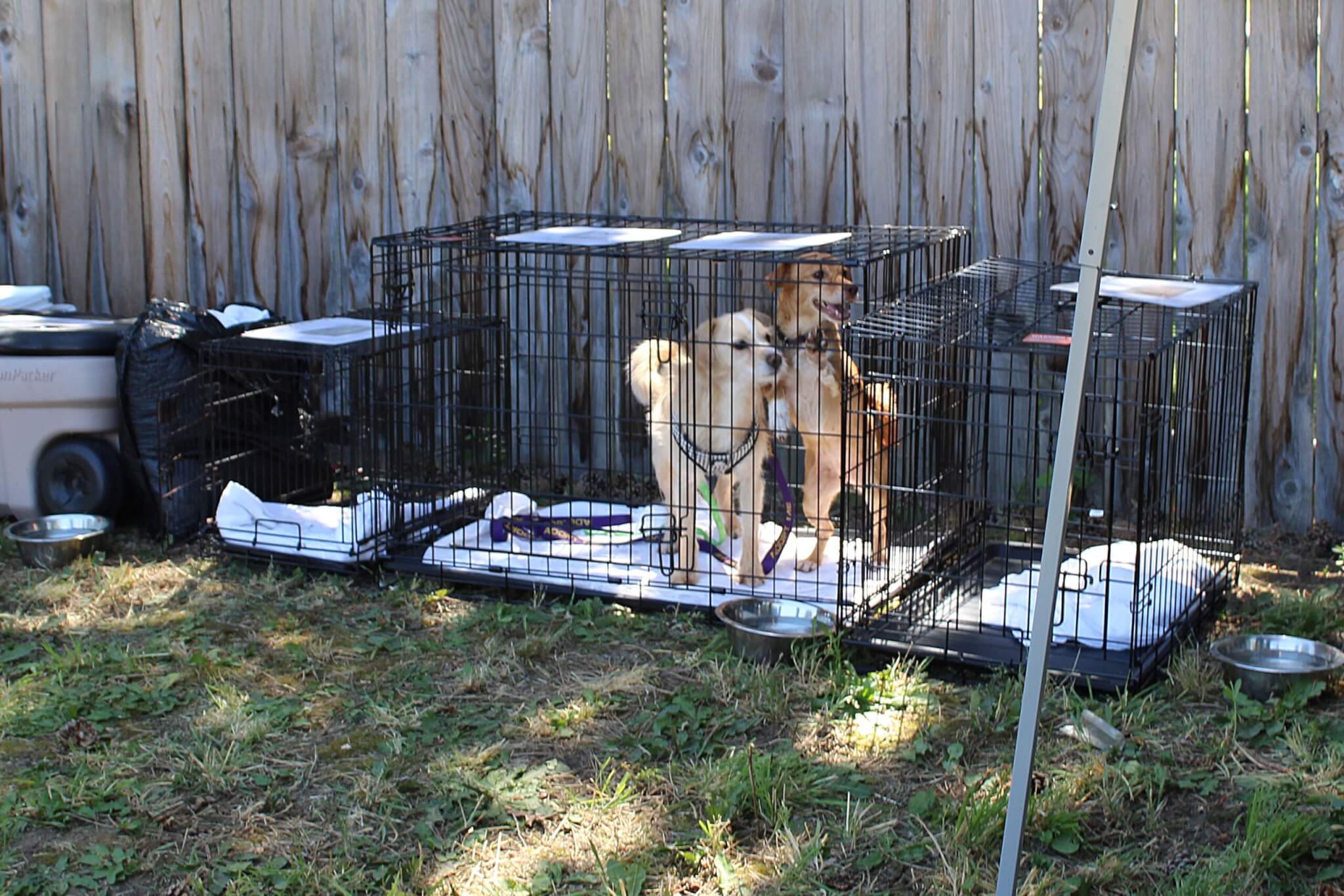 Oldies dogs - Rescue Ranch Inc.