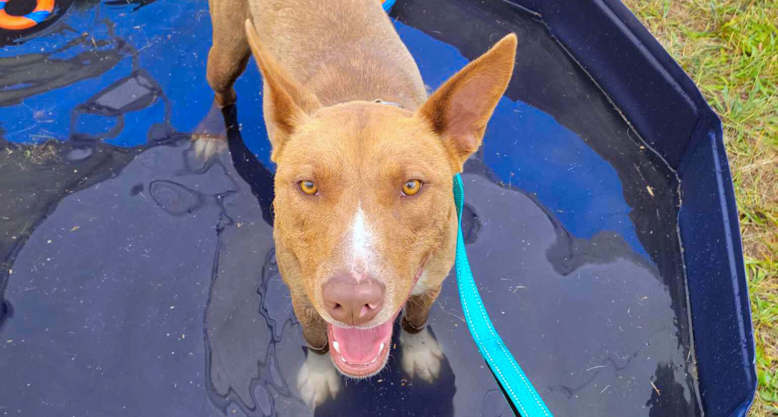Rescue Pets Make A Splash at Puppy Pool Party and Adoption Event