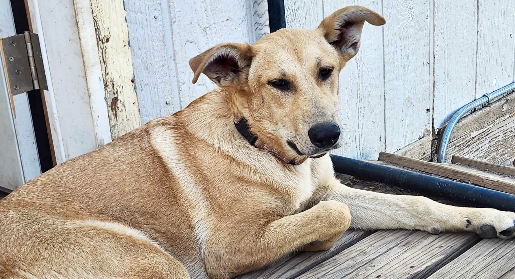 Curious Rescue Pup Learns The Downside Of Toad Tasting And Tummy Aches