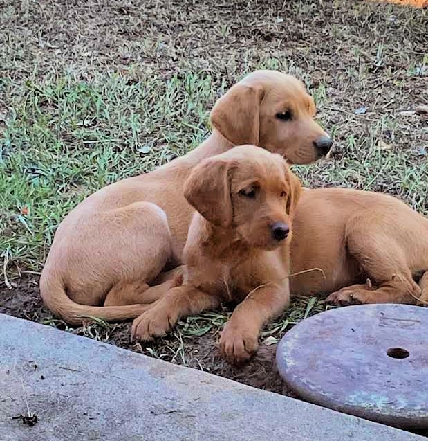 RE-HOME ASAP - Rescue Ranch Inc.