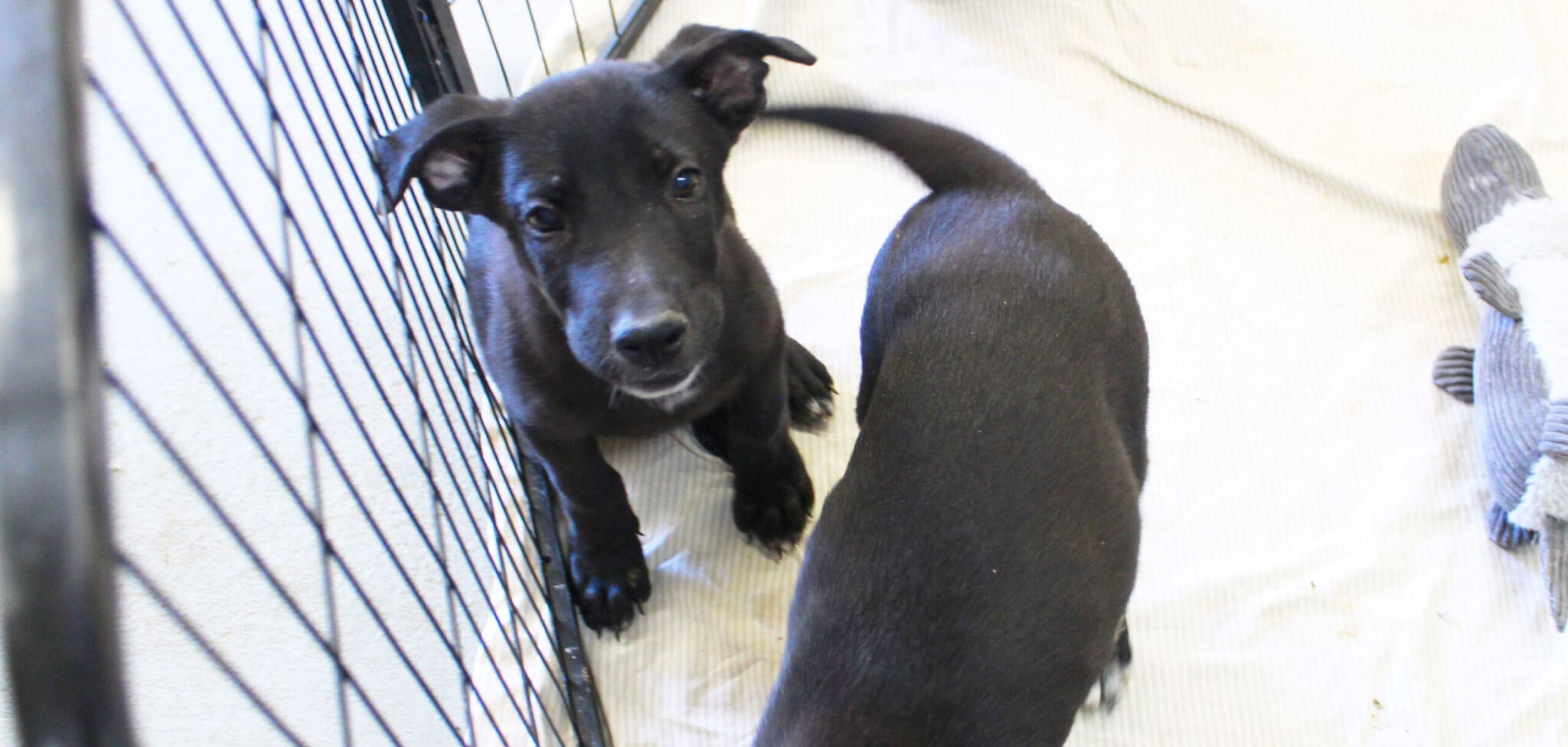 4 Abandoned Puppies Left To Their Fate Now Safe At Rescue Ranch Sanctuary