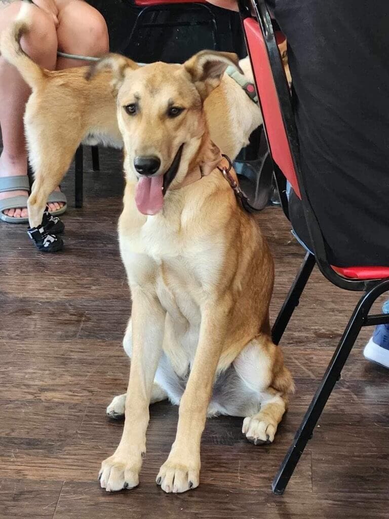 Meet Wally - Rescue Ranch Inc.