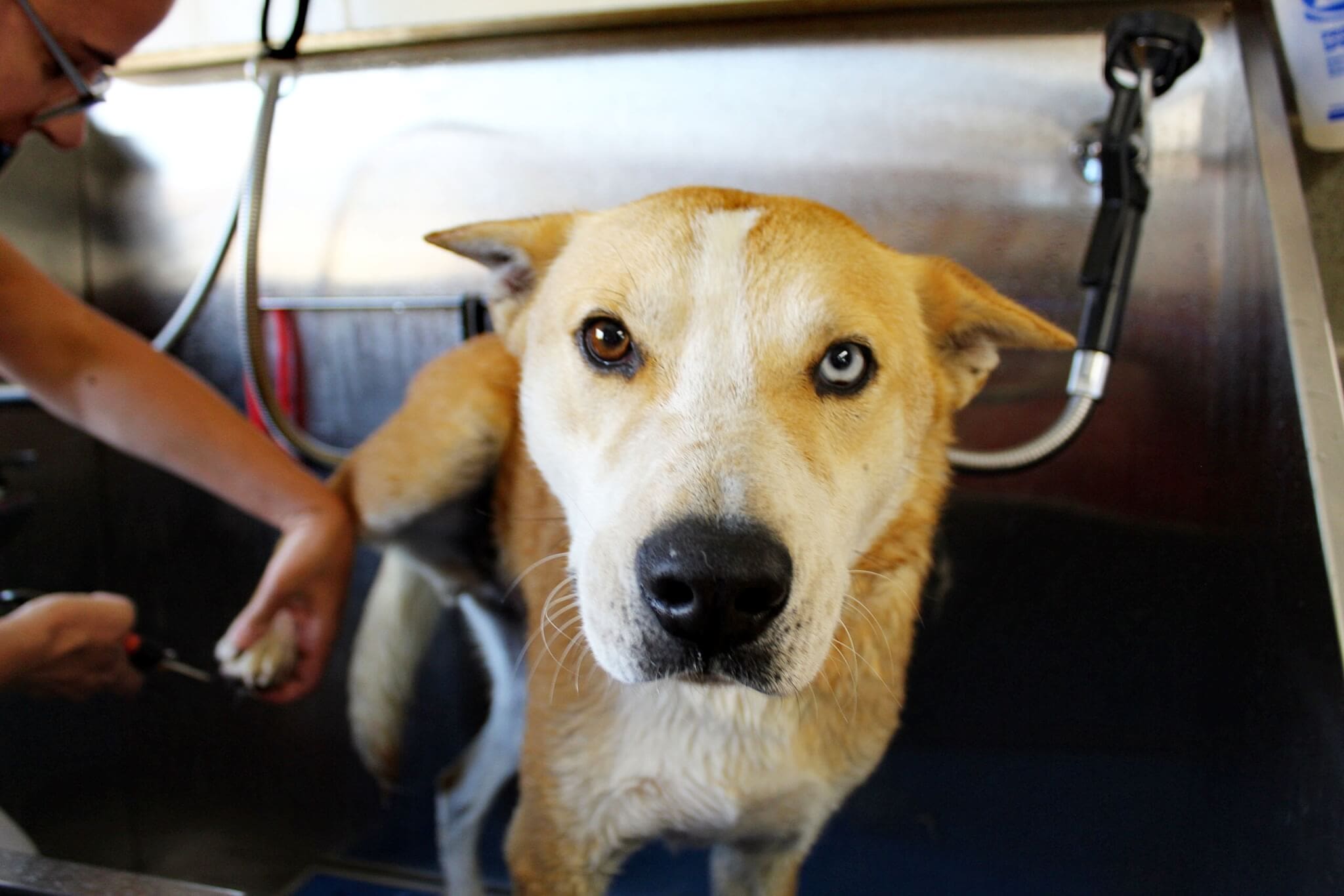 CU of Chase face while hing claws being clipped - Rescue Ranch Inc.