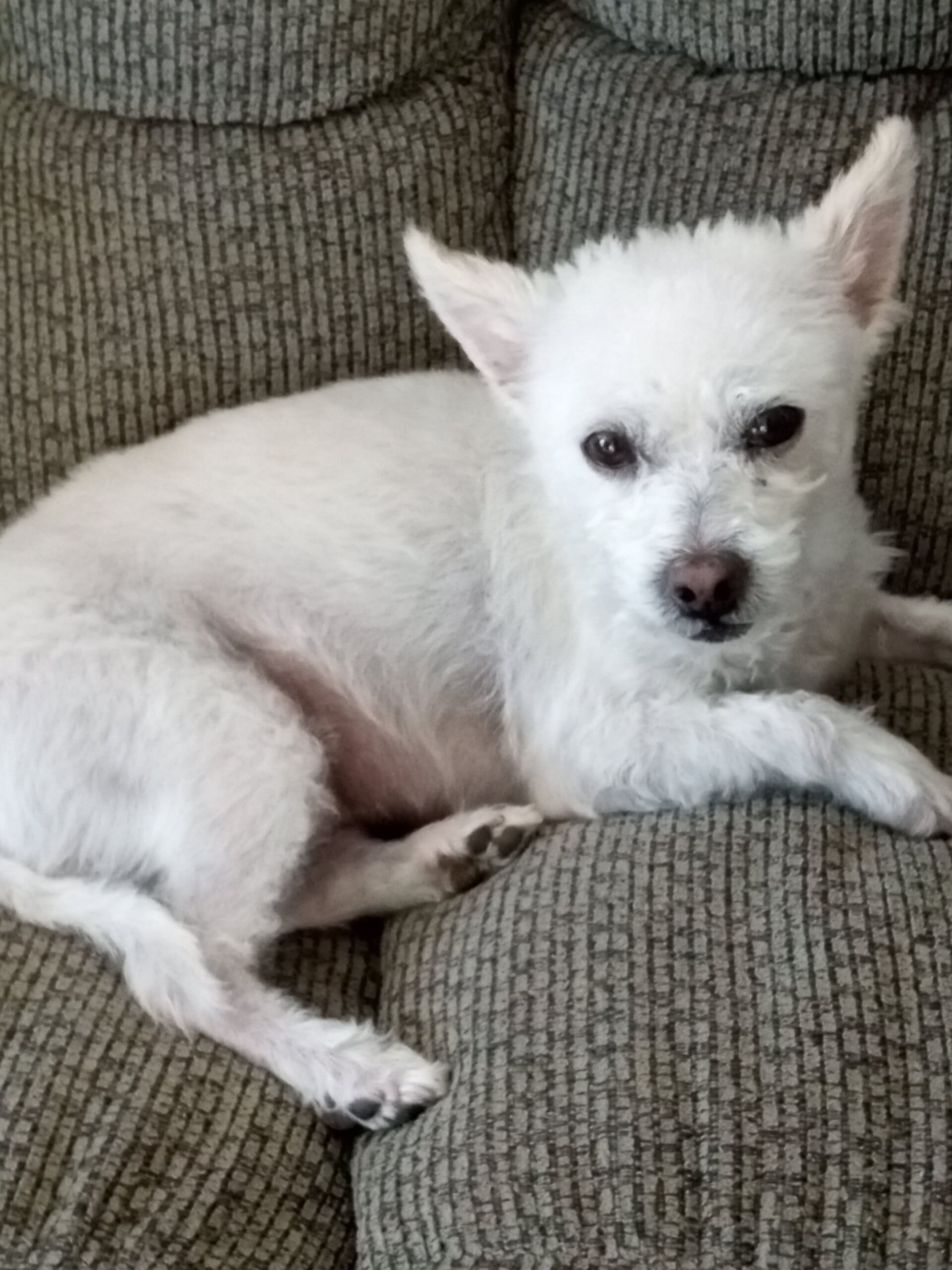 Westly - Rescue Ranch Inc.