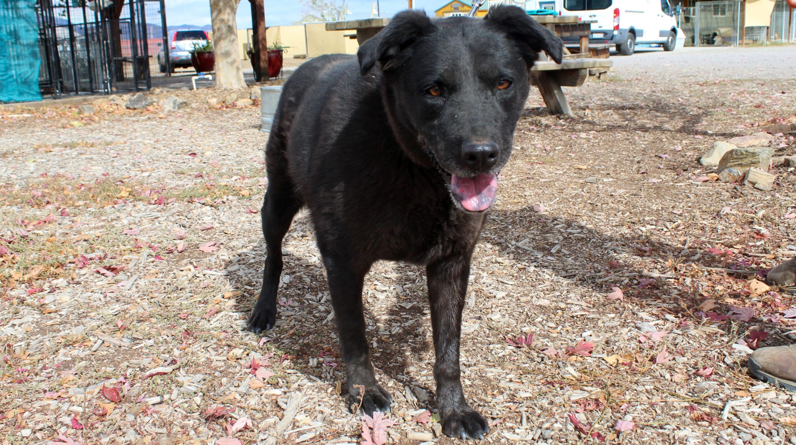 Black Dog Syndrome? Myth or Not, Black Dogs Still Need You At Rescue ...