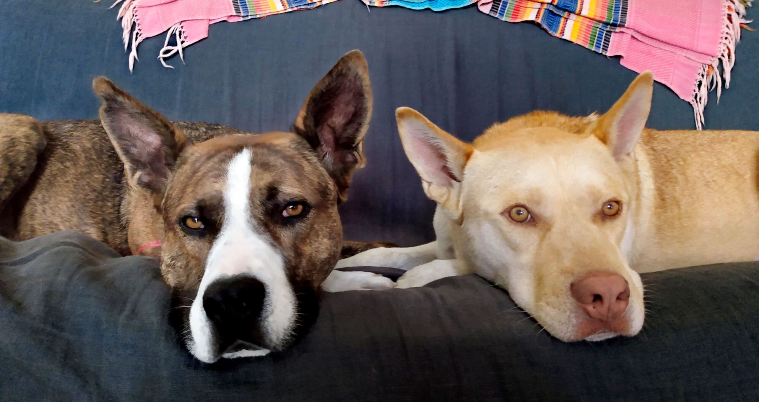Perfect Matches: Catching Up With 2 Lucky Rescue Ranch Dogs - Rescue ...