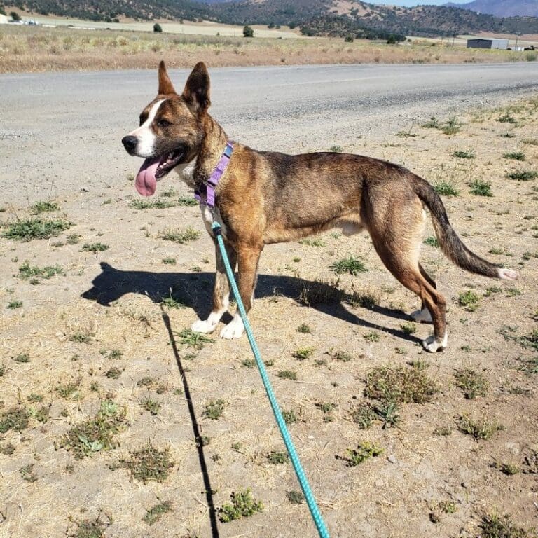 Perfect Matches: Catching Up With 2 Lucky Rescue Ranch Dogs - Rescue ...