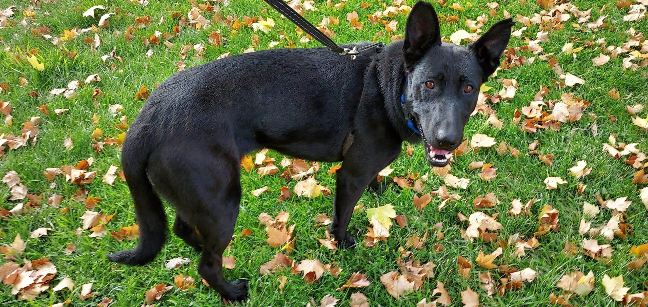 Safety First: Tips to Help Keep Your Dog Happy, Safe, and Secure ...