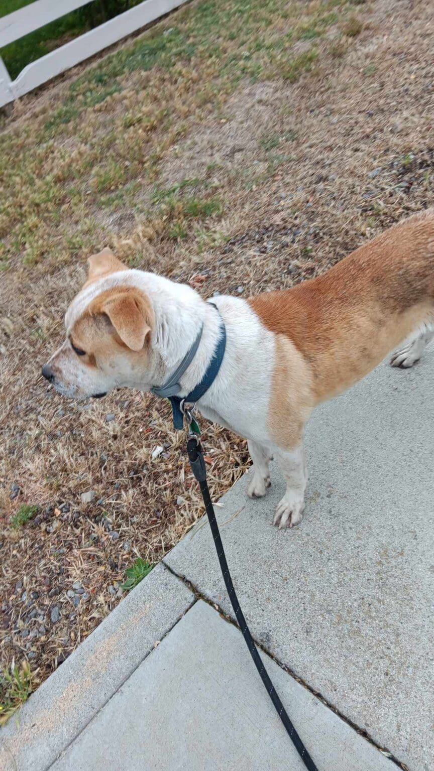 Freedom for Freckles - Rescue Ranch Inc.