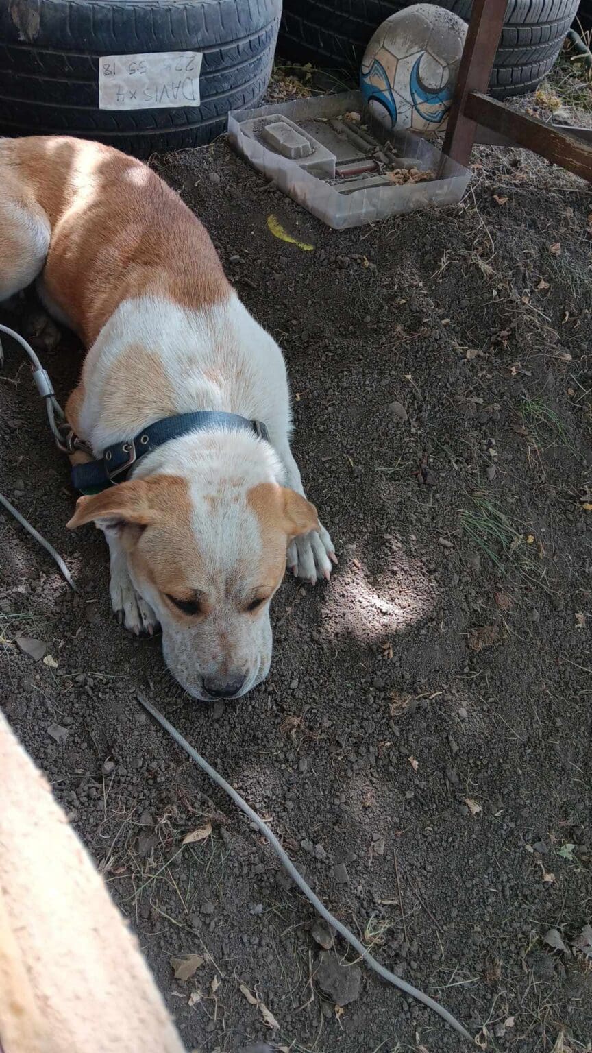 Freedom for Freckles - Rescue Ranch Inc.