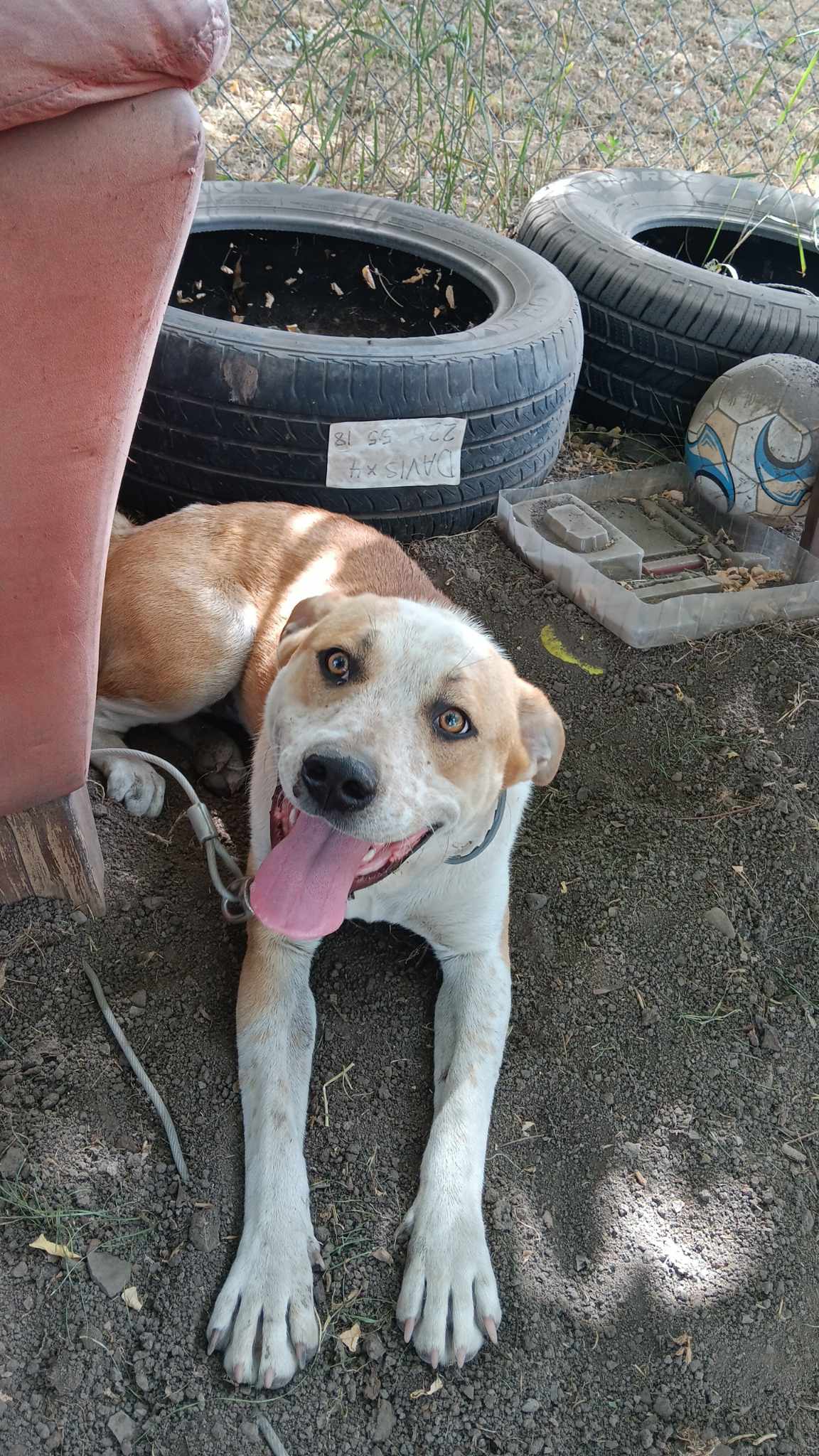 Freedom for Freckles - Rescue Ranch Inc.