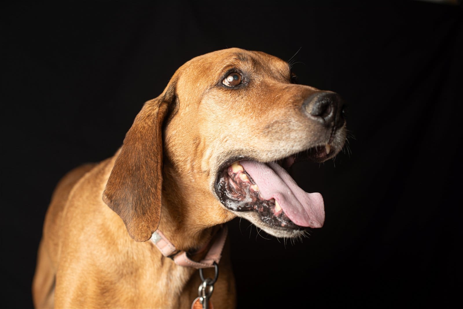 Do Older Dogs Make Great Pets? There Are Many Advantages - Rescue Ranch ...