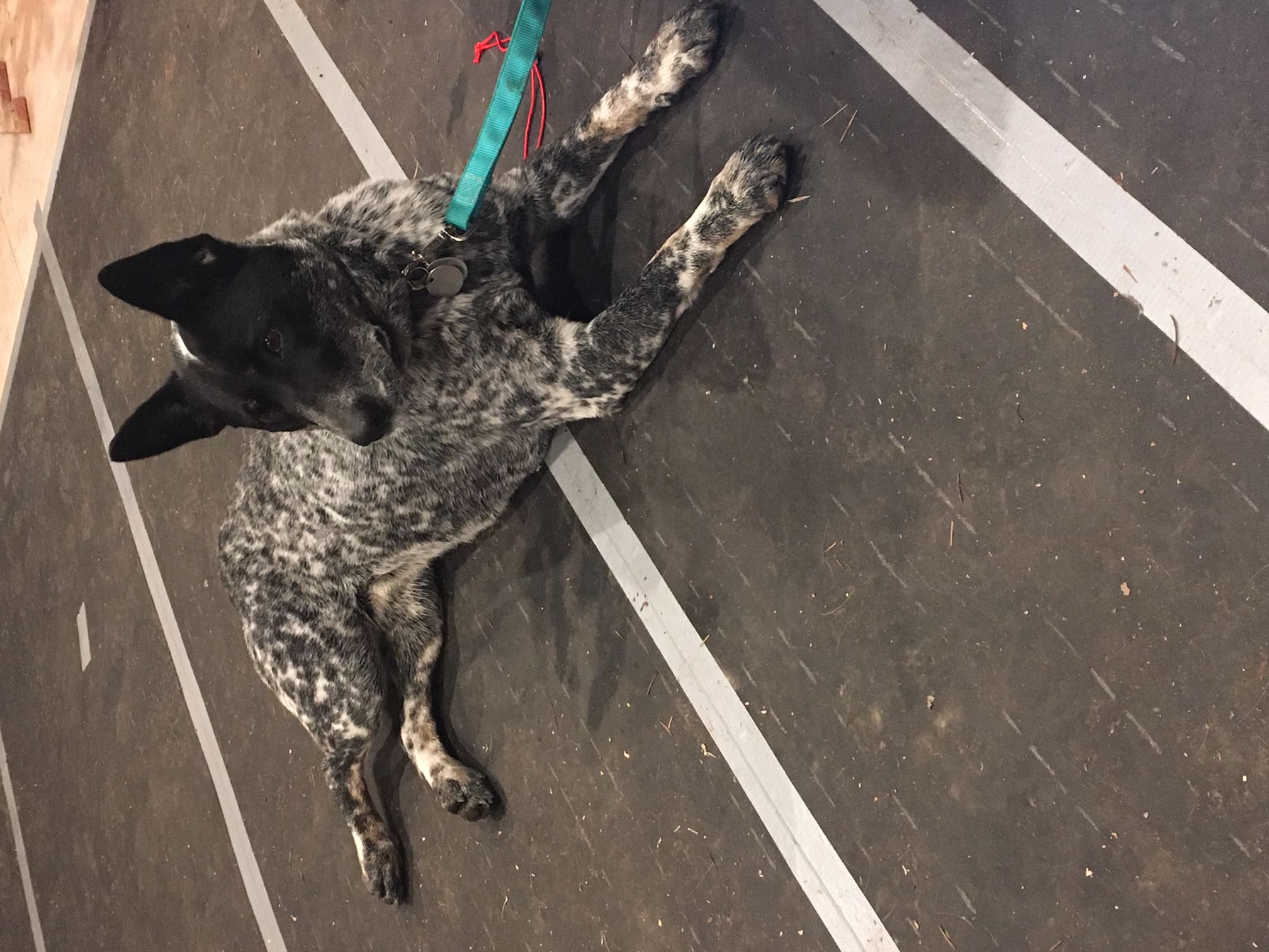 Sweet 2-year-old heeler Blue needs a good home to become her best self ...