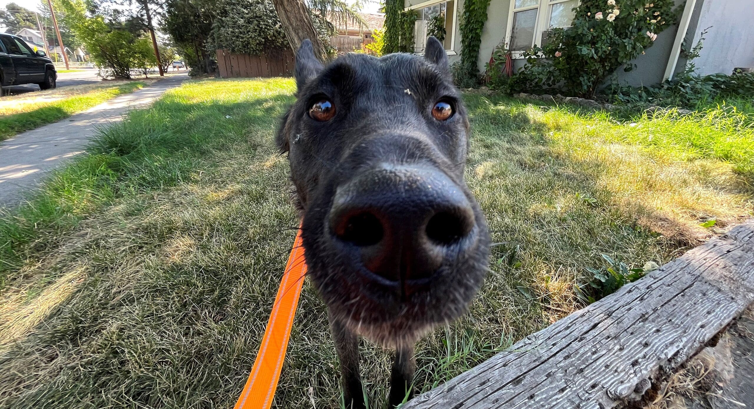 Rescue dog_Lu extreme CU Feature - Rescue Ranch Inc.