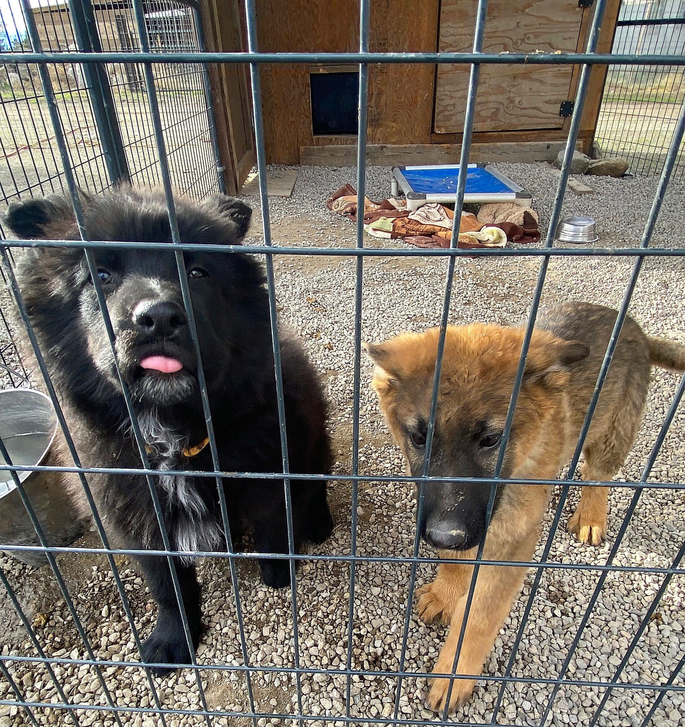 Rescue puppies_2 pups in new puppy shed 2 - Rescue Ranch Inc.