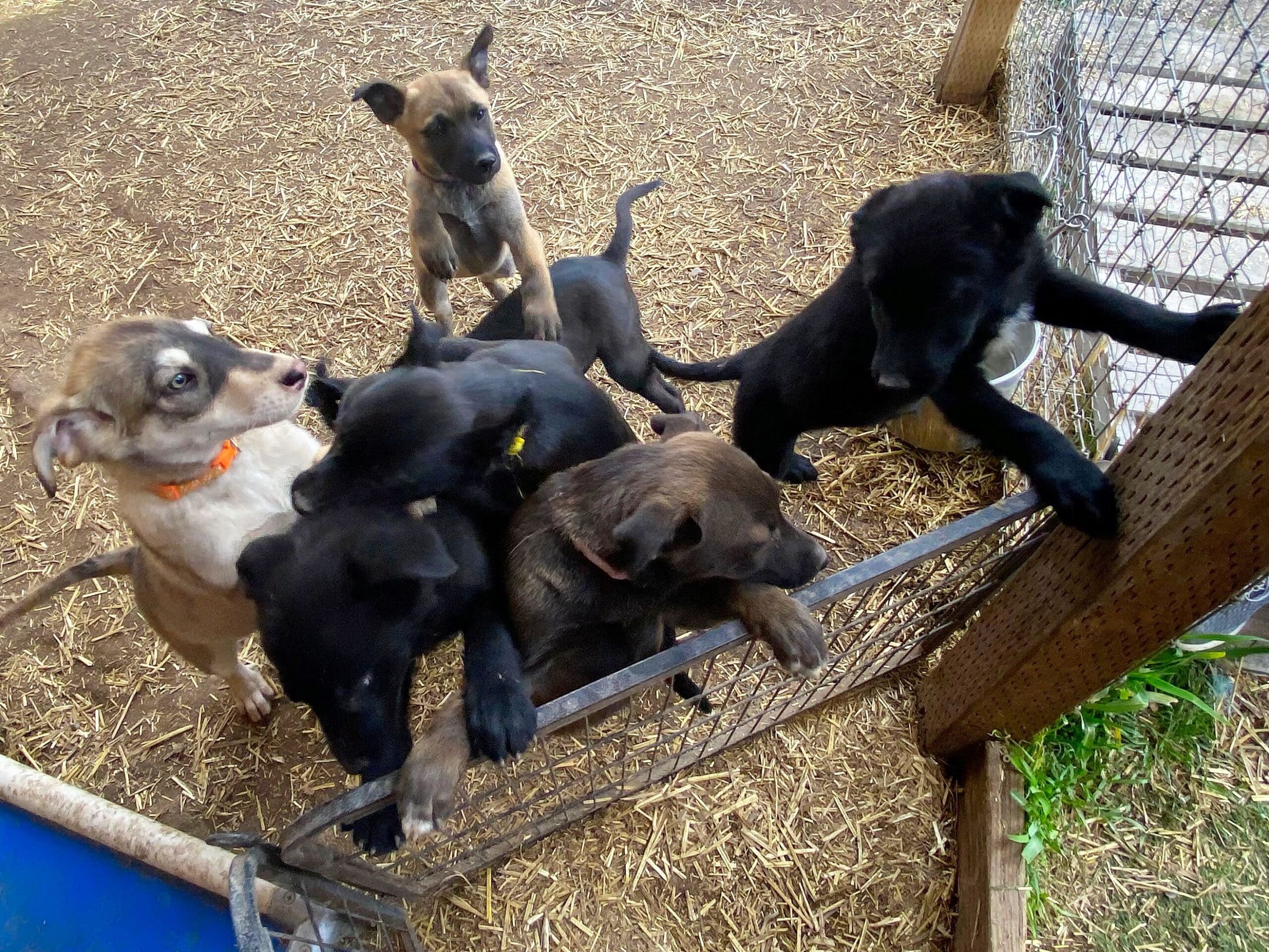 Rescue puppies_Puppies swarming the gate of their enclosure - Rescue ...