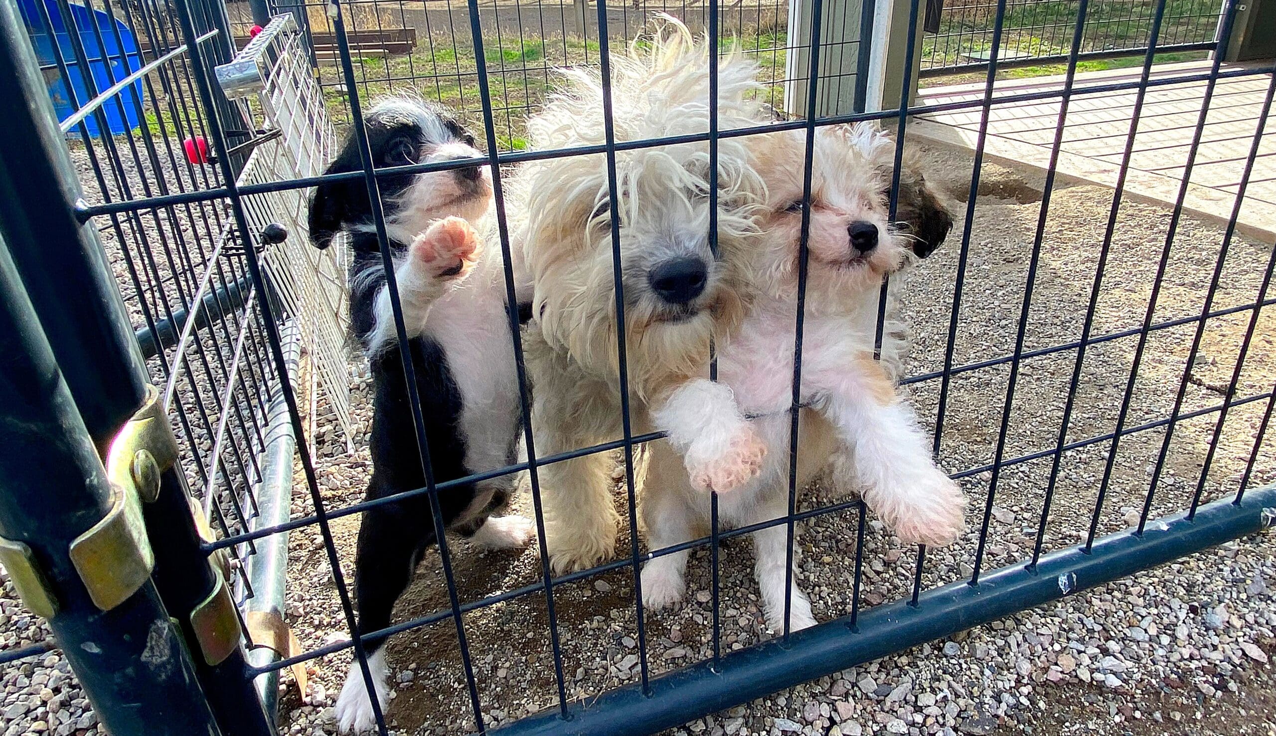 Rescue Puppies Need Your Help. Want To Become A Rescue Ranch Foster?