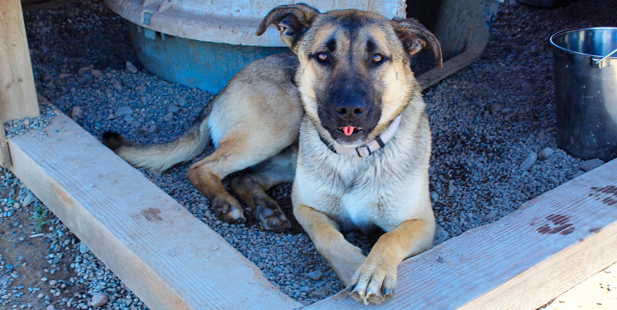 How To Save Dogs Every Day & Make A Difference All Year Round - Rescue ...