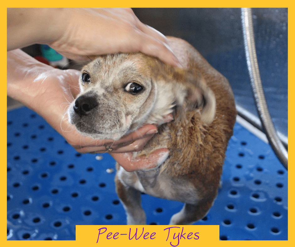 Save dogs_Pee Wee Tykes Squad - Rescue Ranch Inc.