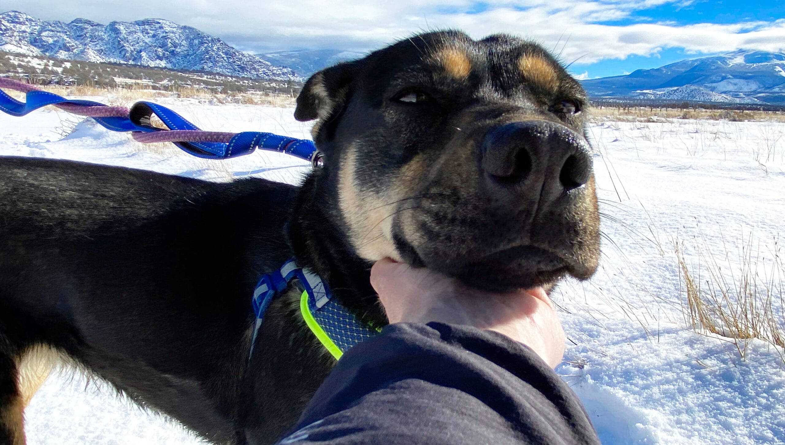 A Scared Dog Makes Progress At The Sanctuary And Learns To Trust ...