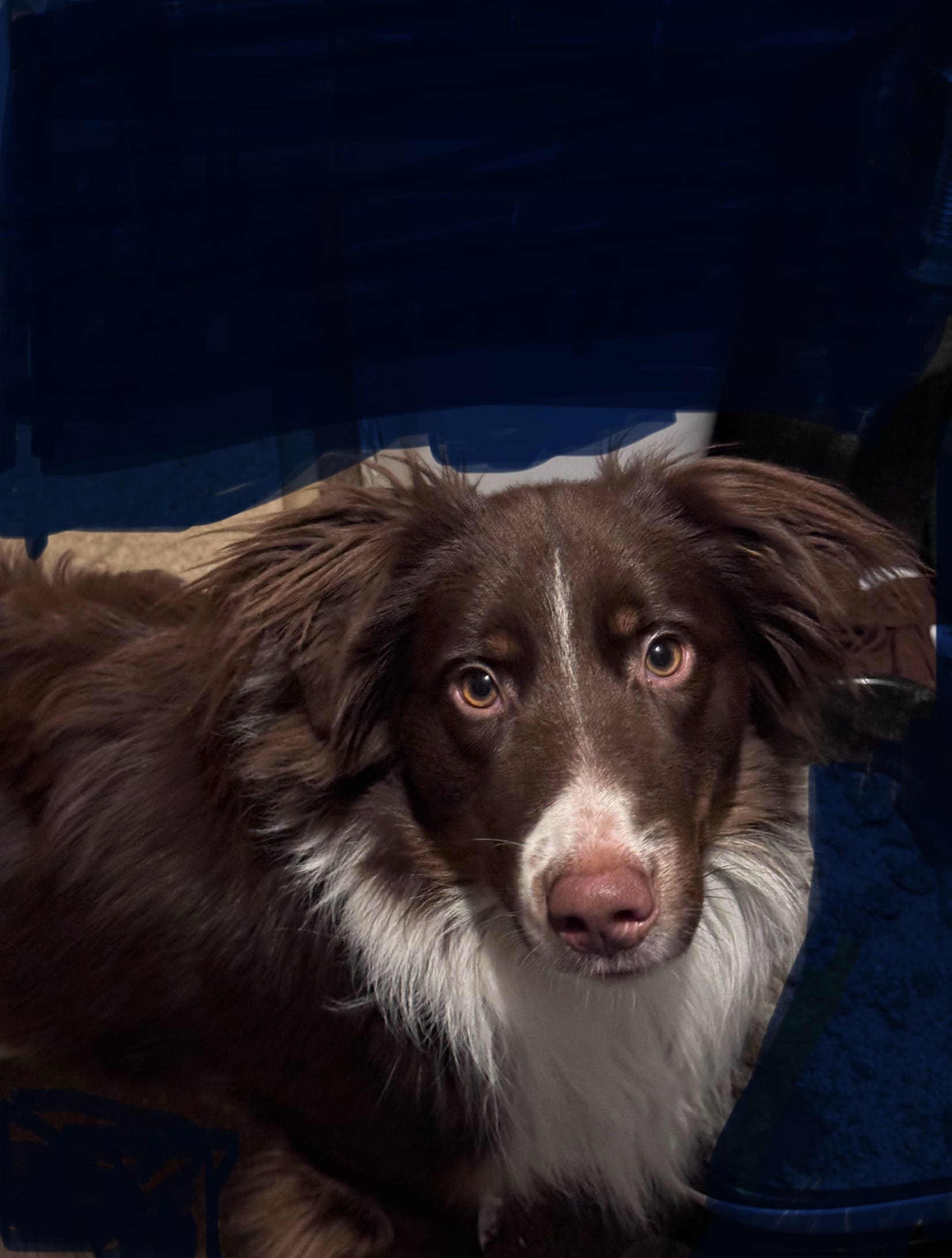 Hoss, a 1.5 year old mini Aussie mix - Rescue Ranch Inc.