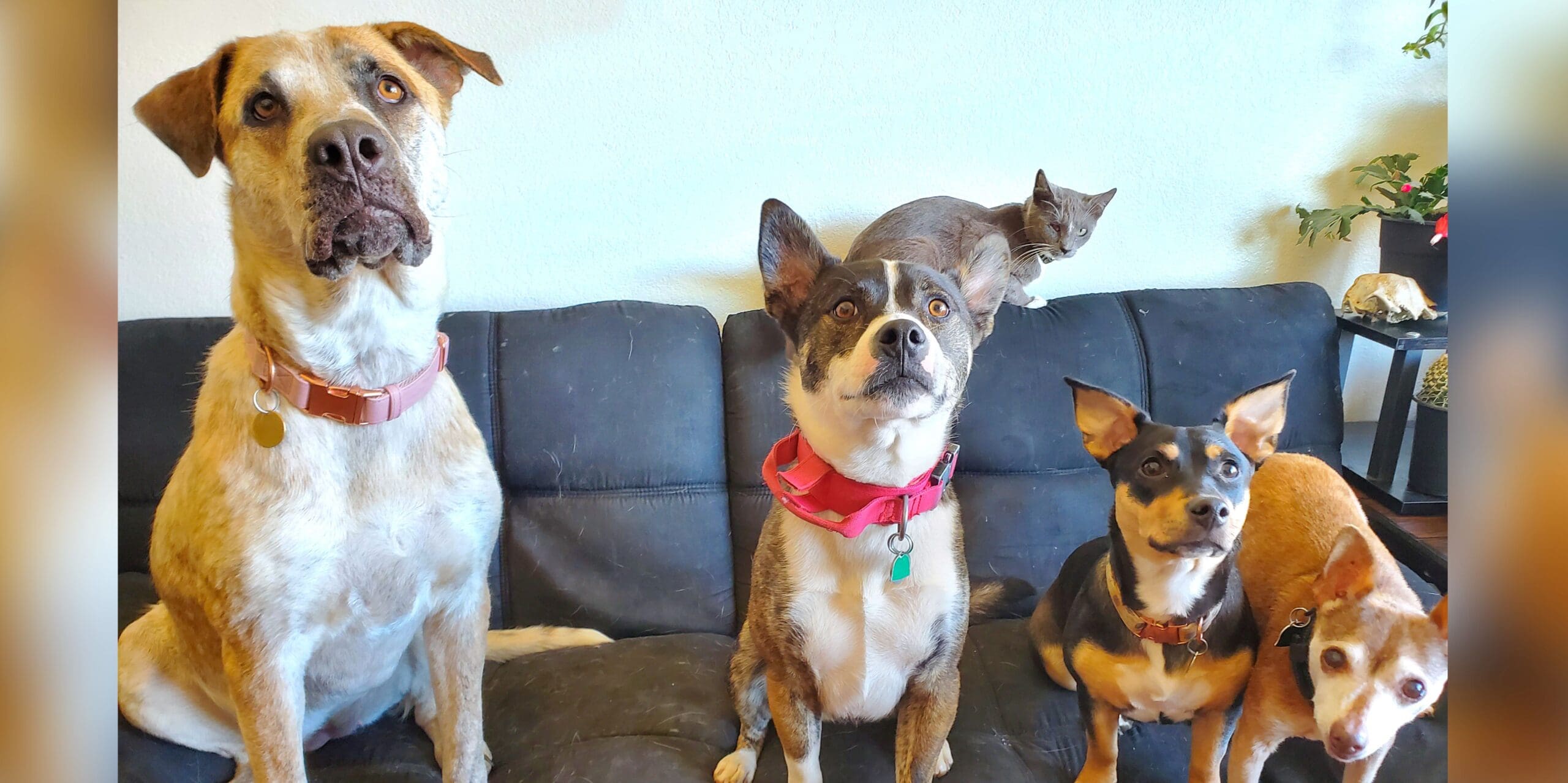 Love Pets? Good Introductions Are Key To A Happy Multi-Pet Family ...