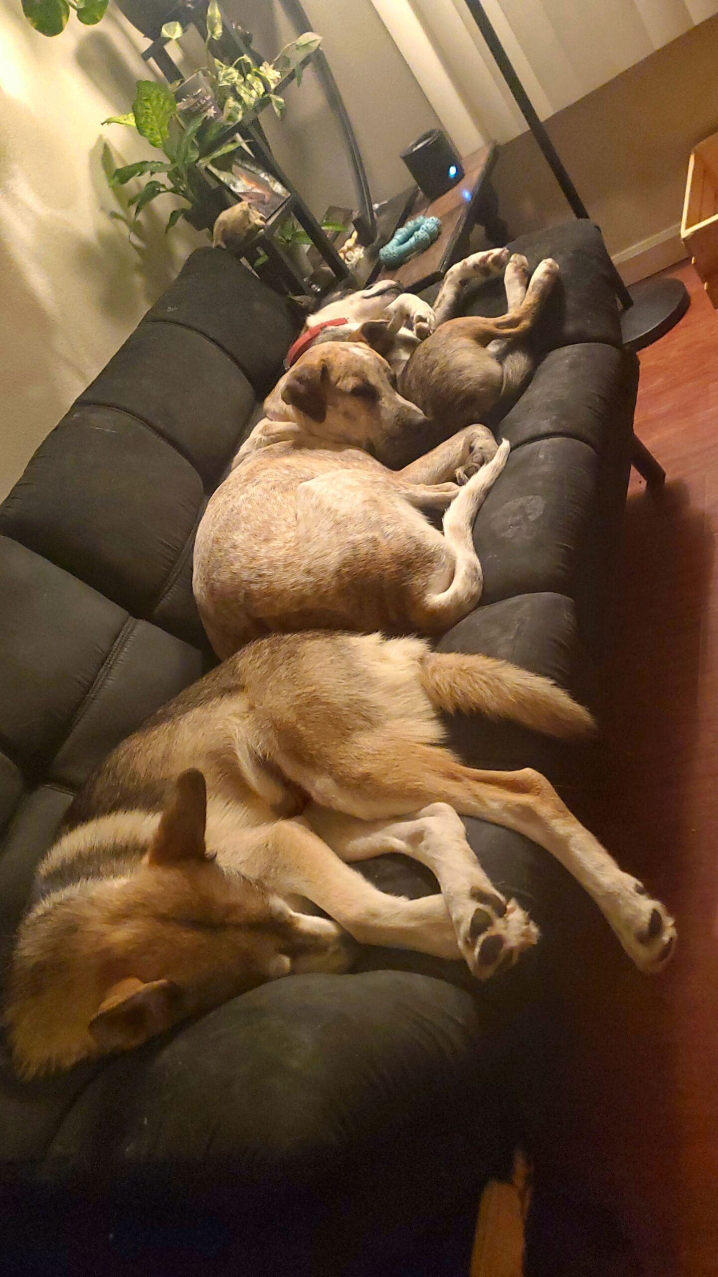 Love Pets_Thea pile of dogs on the couch - Rescue Ranch Inc.