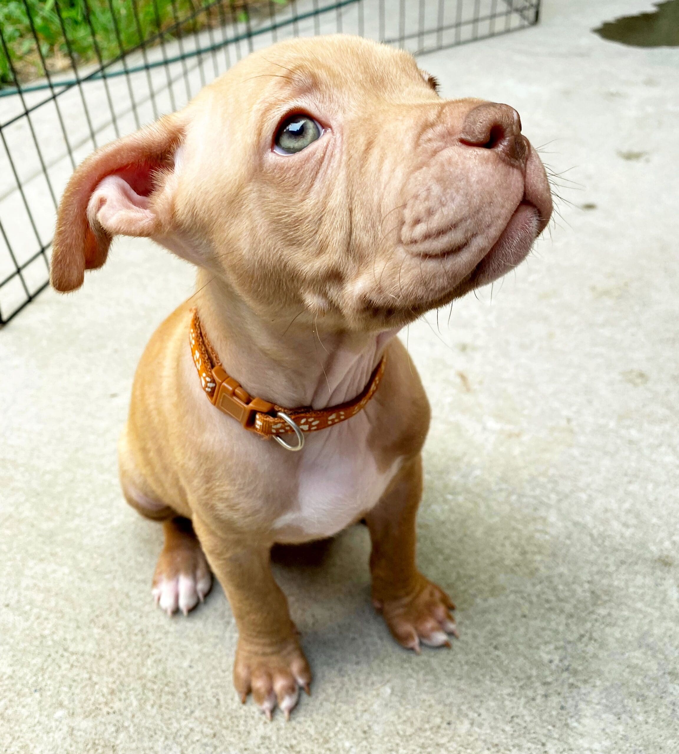 Tiny tan pittie puppy - Rescue Ranch Inc.