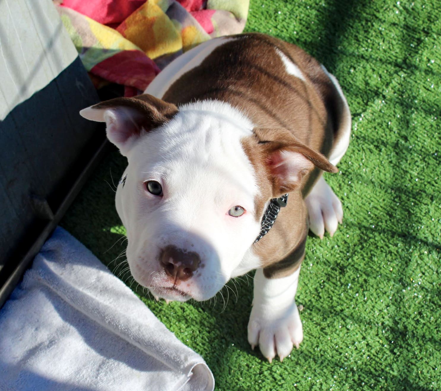 Young pittie white and tan pup with green eyes - Rescue Ranch Inc.