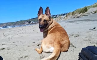 Local Dogs Seeking New Home - Rescue Ranch Inc.