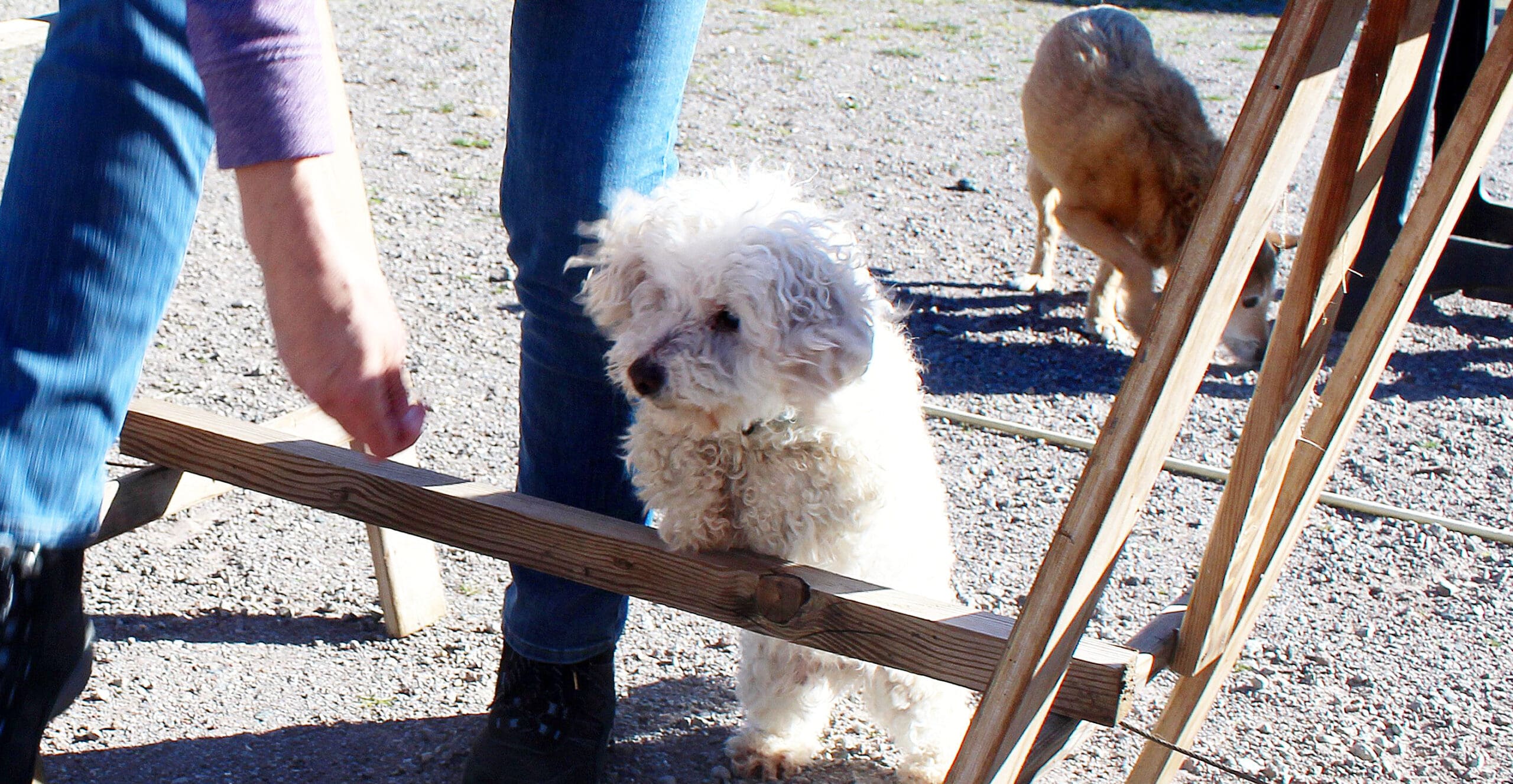 Dog enrichment? Keep Your Pups's Mind Engaged With Smart Games