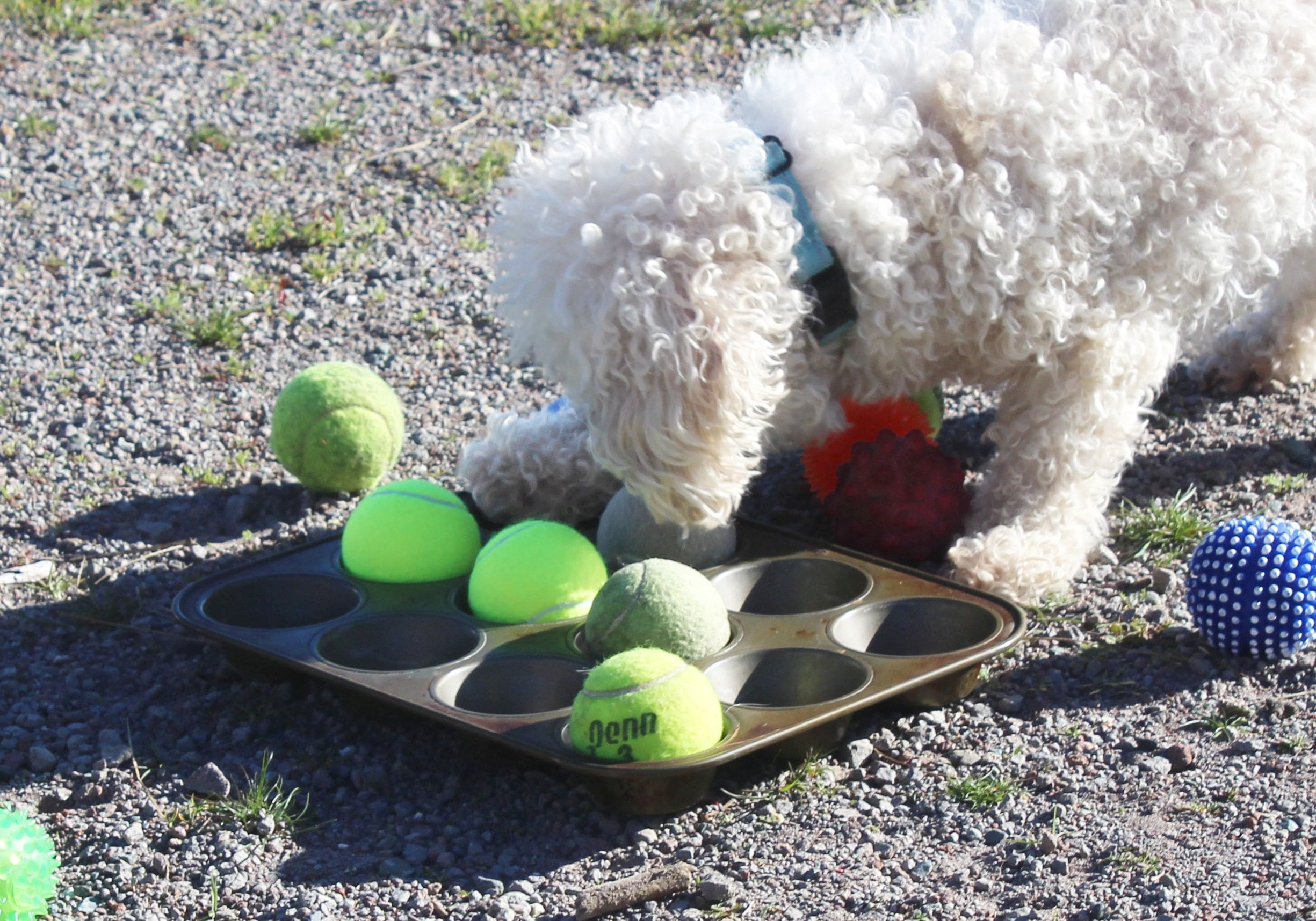 Dog enrichment_Steve using paw and nose muffin tin puzzle - Rescue ...