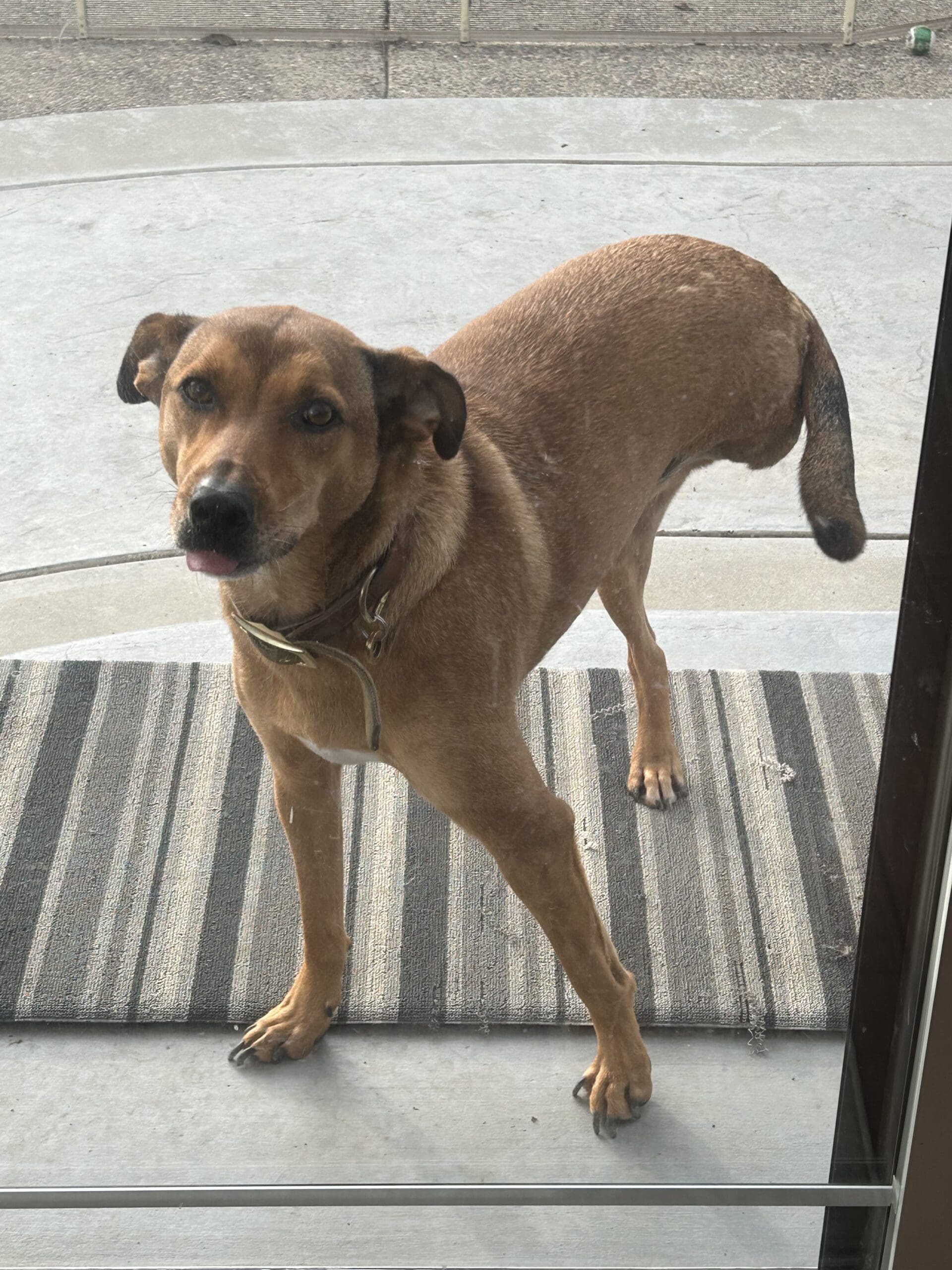Baxter the three legged dog - Rescue Ranch Inc.