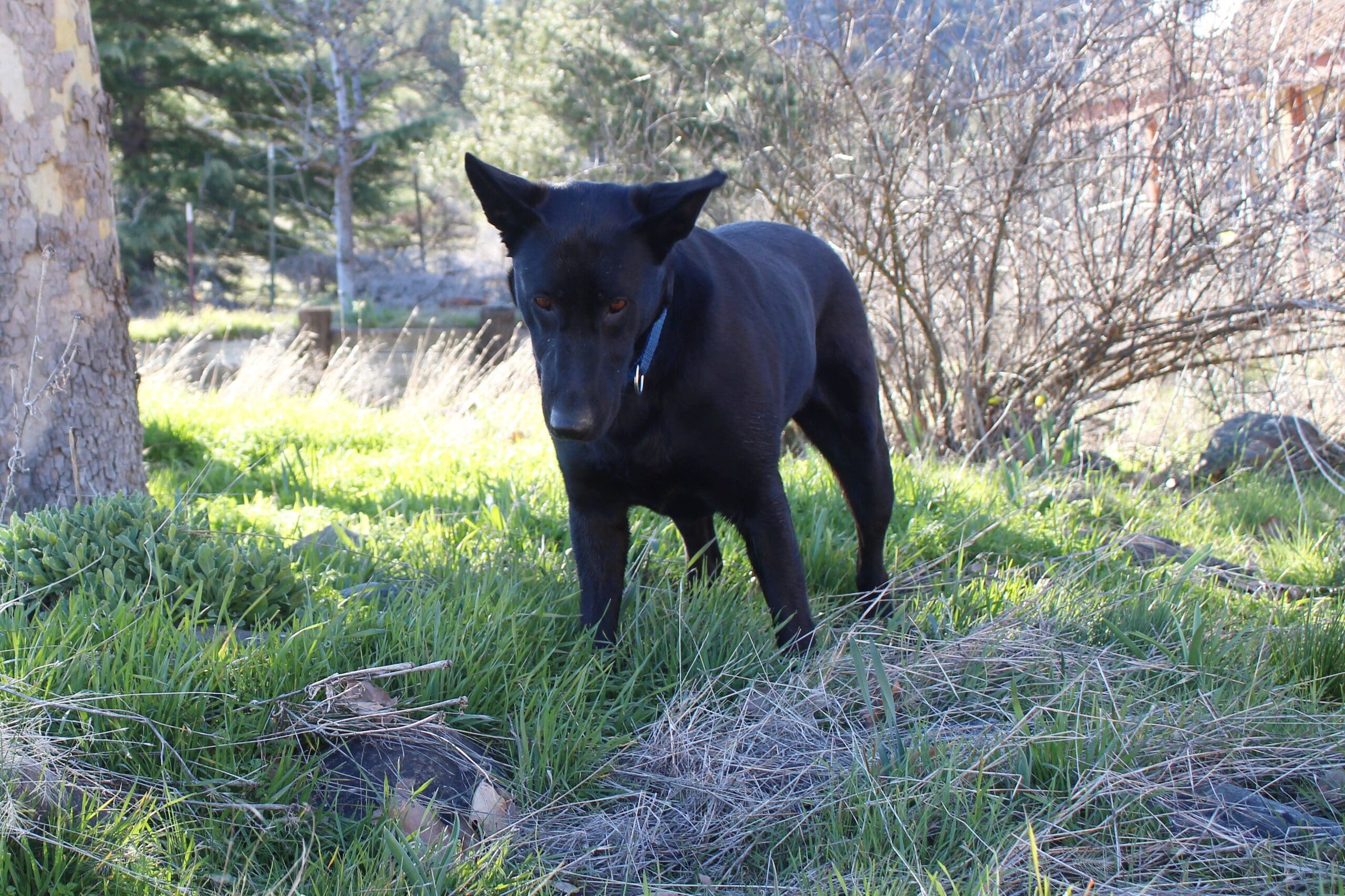 Sophie listening for underground activity - Rescue Ranch Inc.