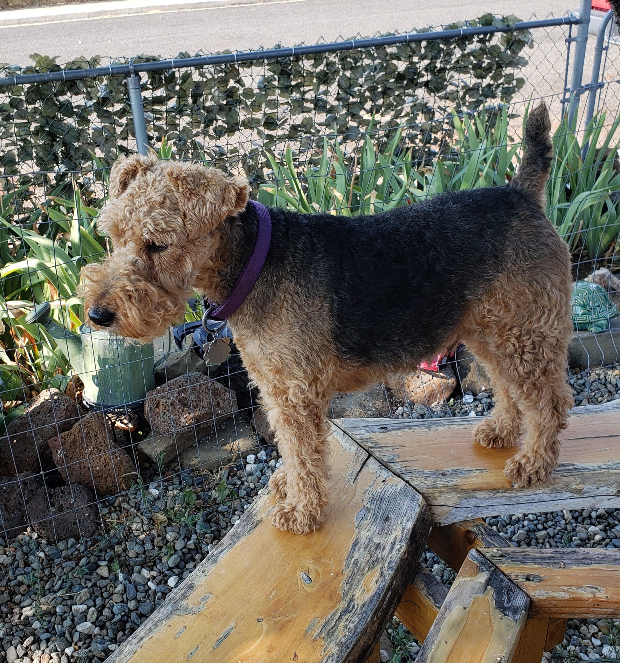 Avery is a great companion and full of love - Rescue Ranch Inc.