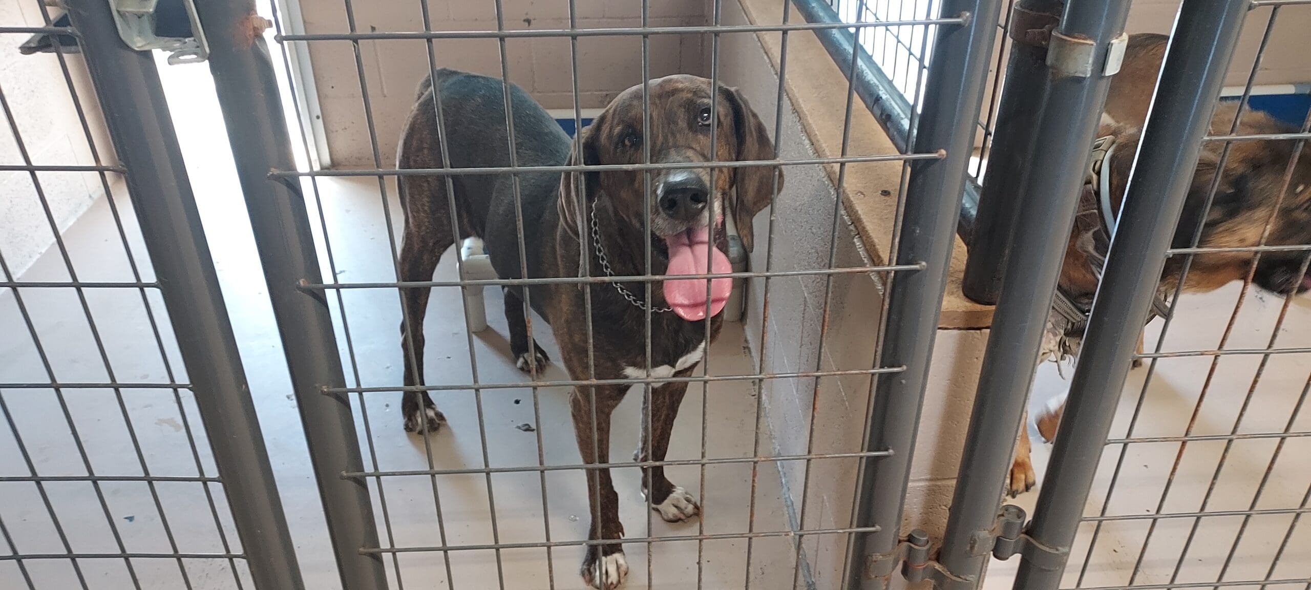 Fence Reactive Dog? Helping Your Pooch Stay Calm Behind A Barrier
