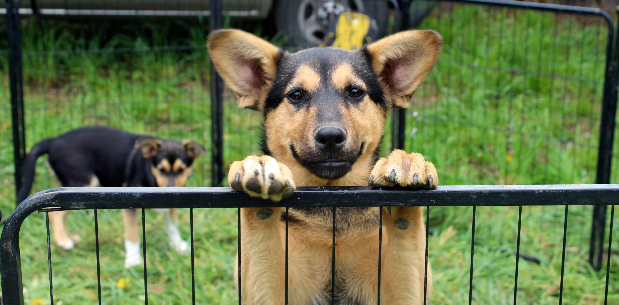April Dog Adoption Event Leads To New Families For Some Lucky Puppies