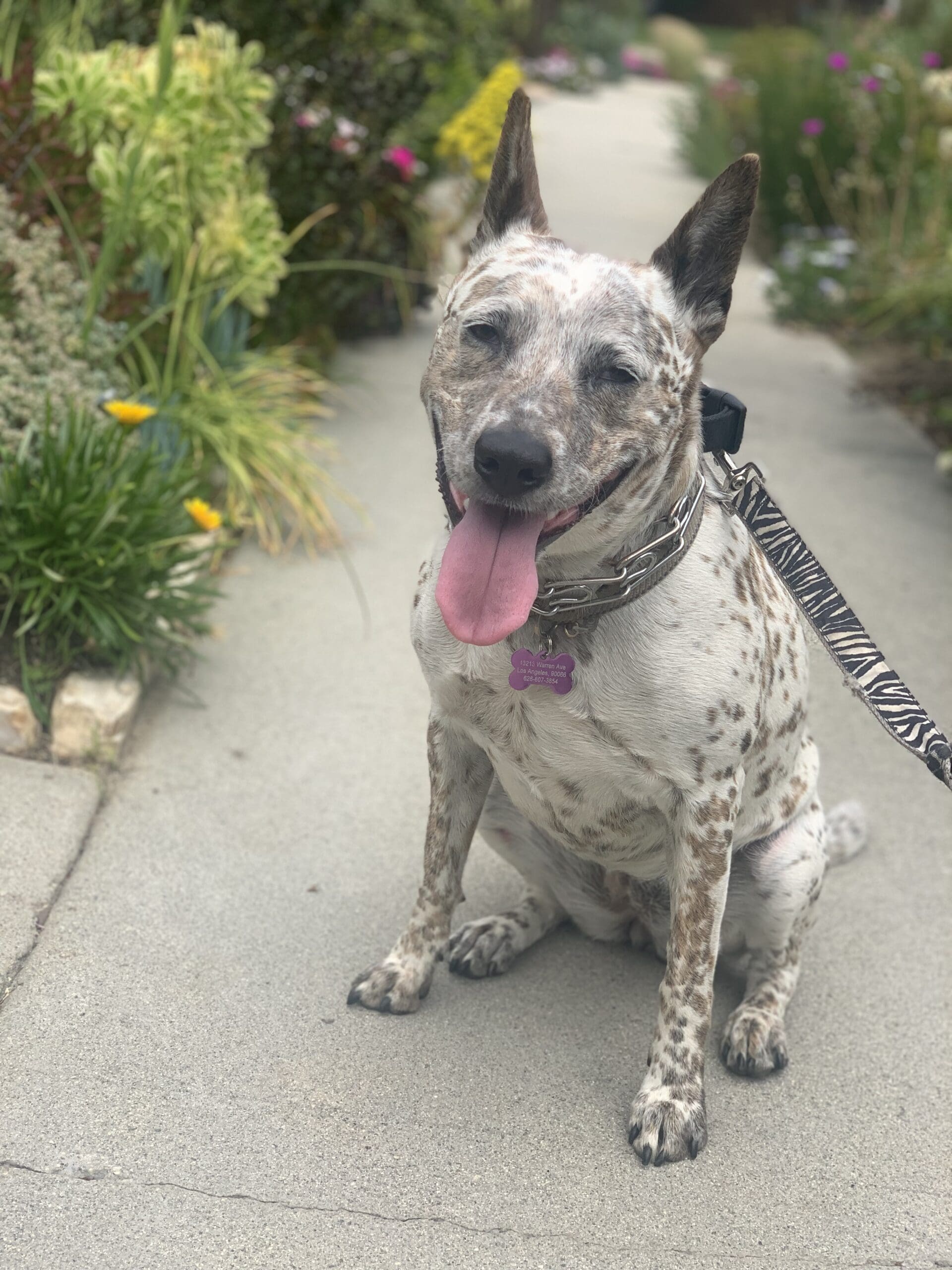 Willing to Travel to Re-Home Quinn - Rescue Ranch Inc.