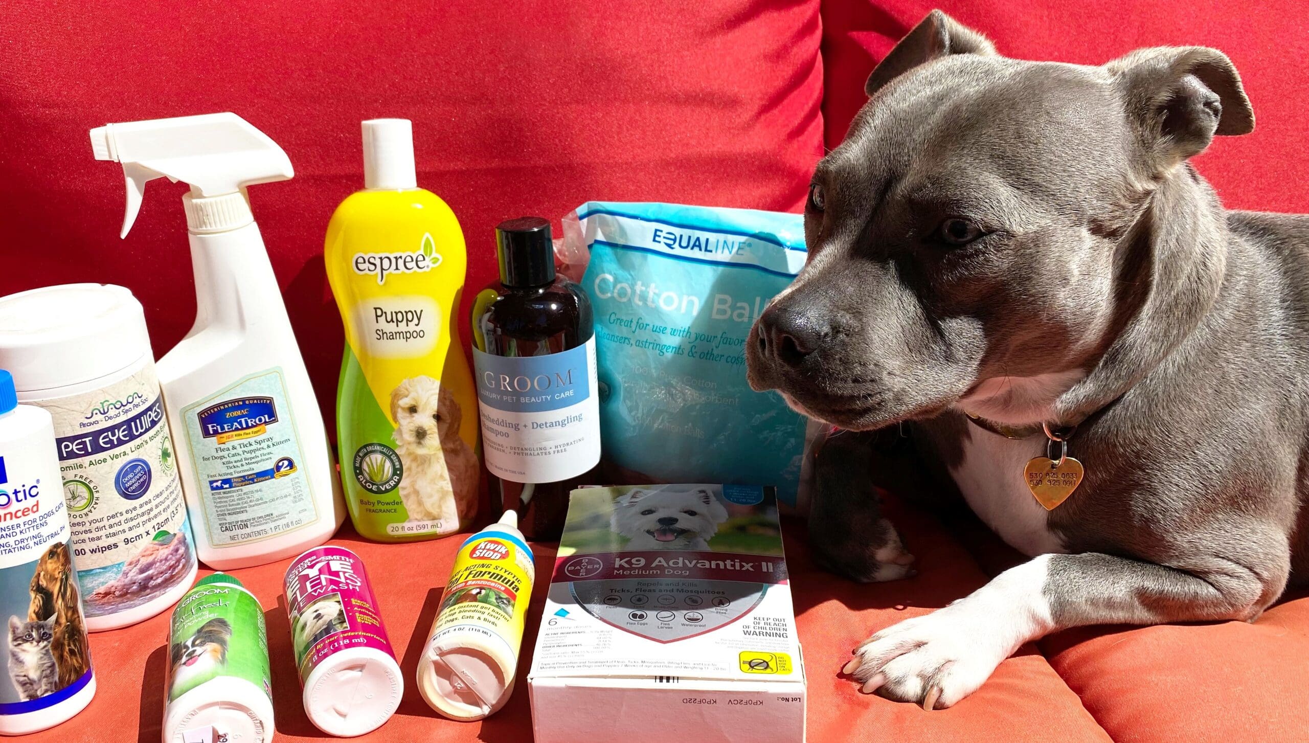 Do You Have A Dog First Aid Kit And Essential Pet Care Supplies ...