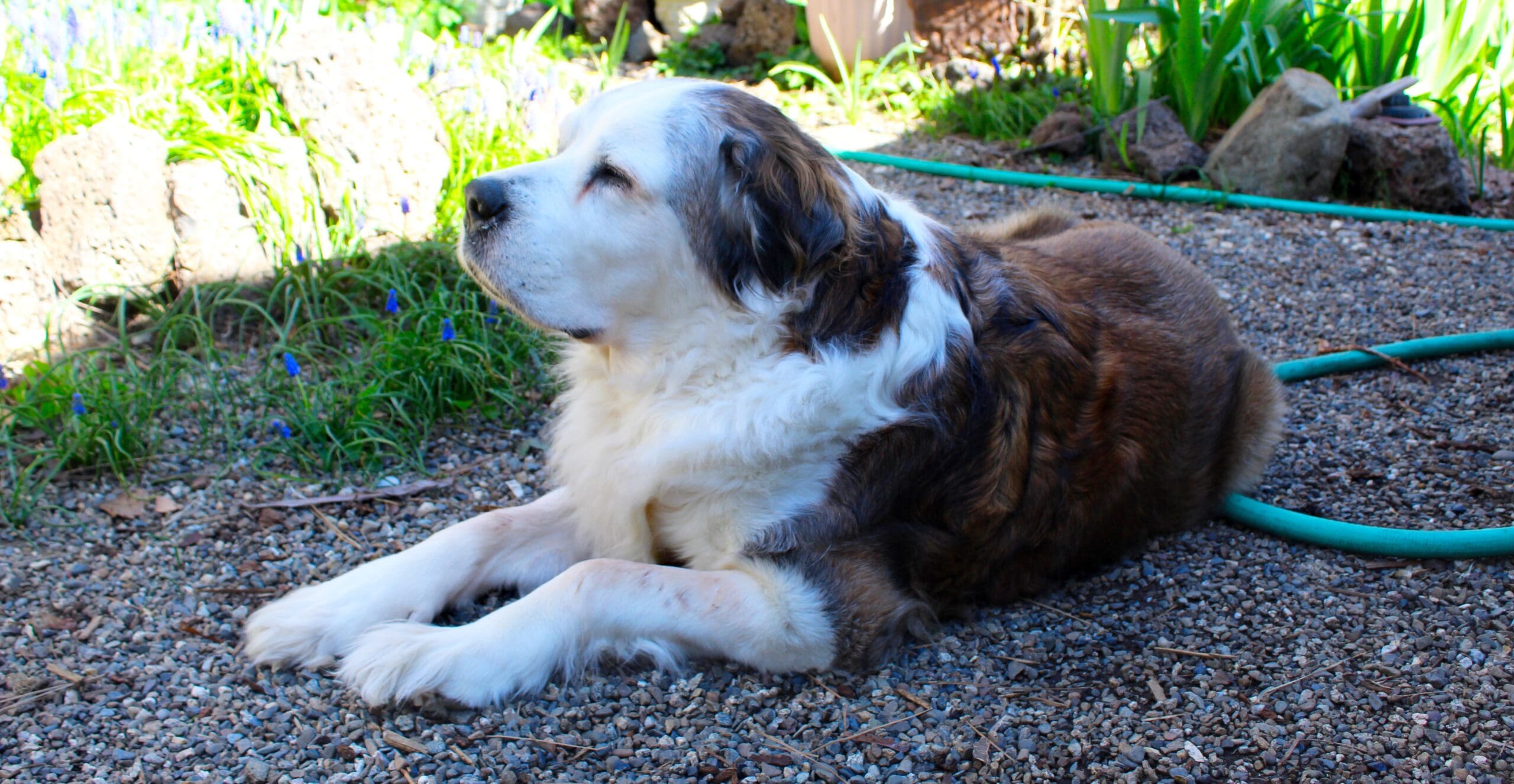 Dog Foster Opens Loving Home to Special Needs St Bernard - Rescue Ranch ...