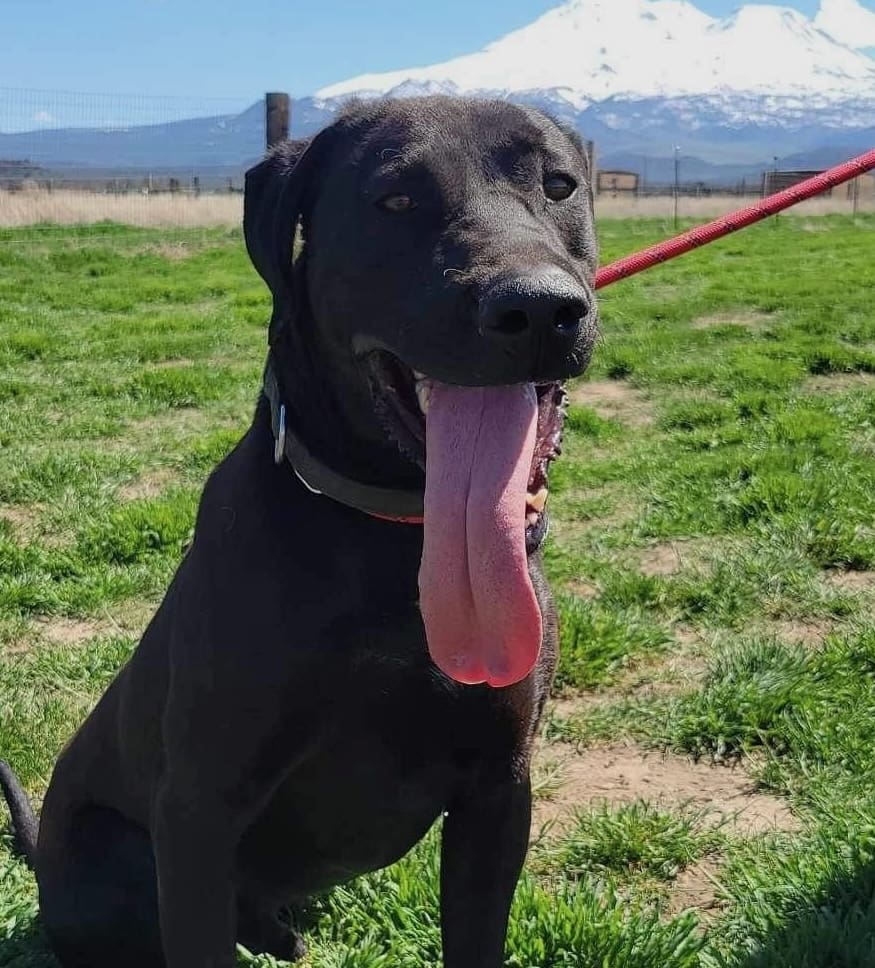 Meet Stanley - Rescue Ranch Inc.