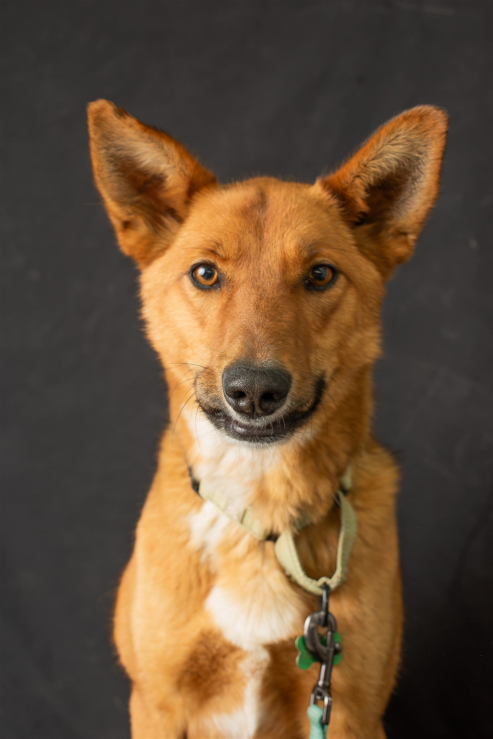 Meet Cindi - Rescue Ranch Inc.