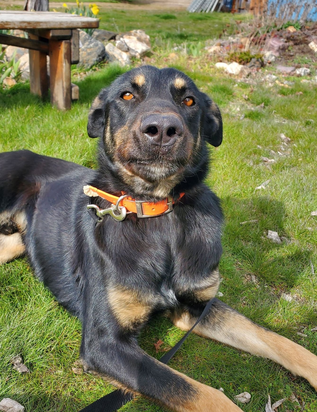 Meet Dilly - Rescue Ranch Inc.