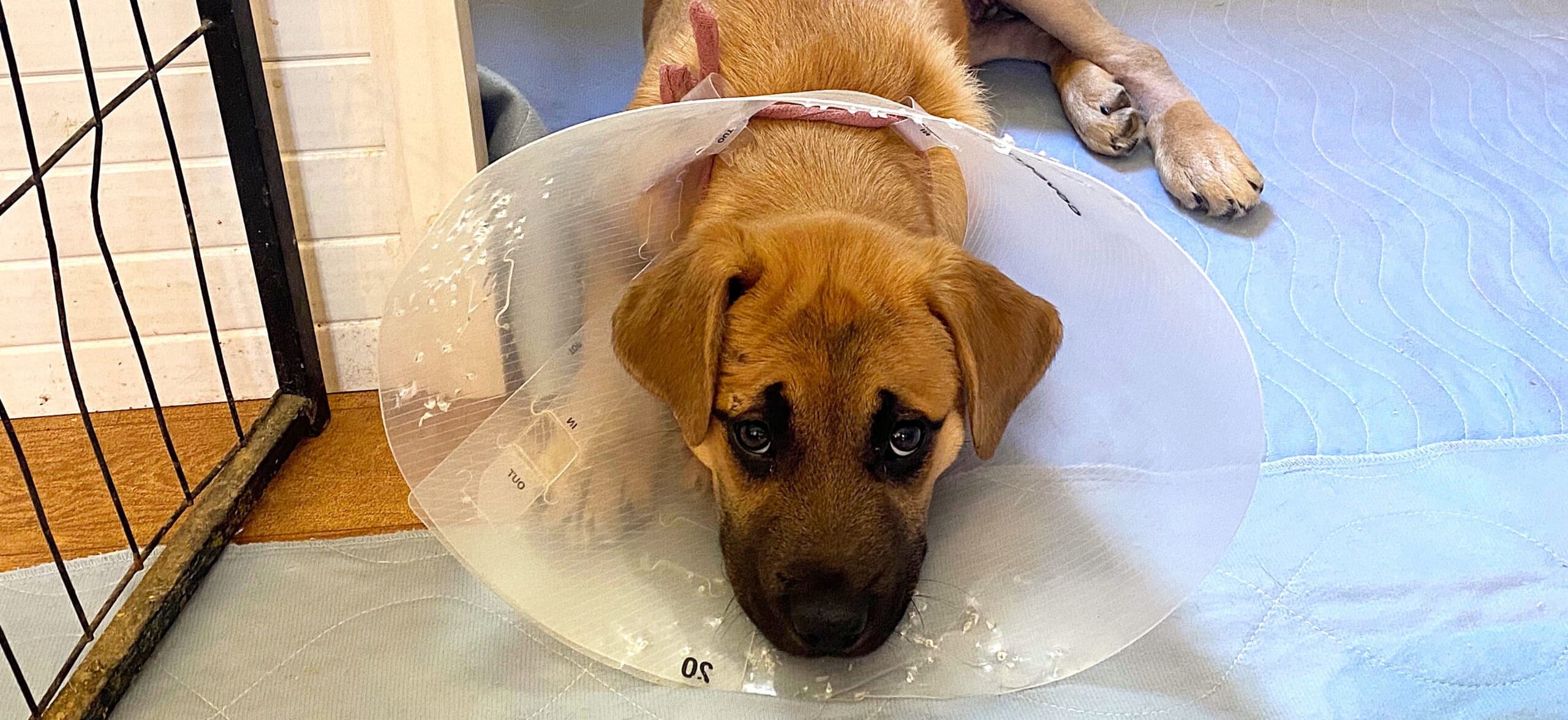 Rescue Staff Meet The Challenge As Emergency Dog Rescue Cases Ramp Up ...